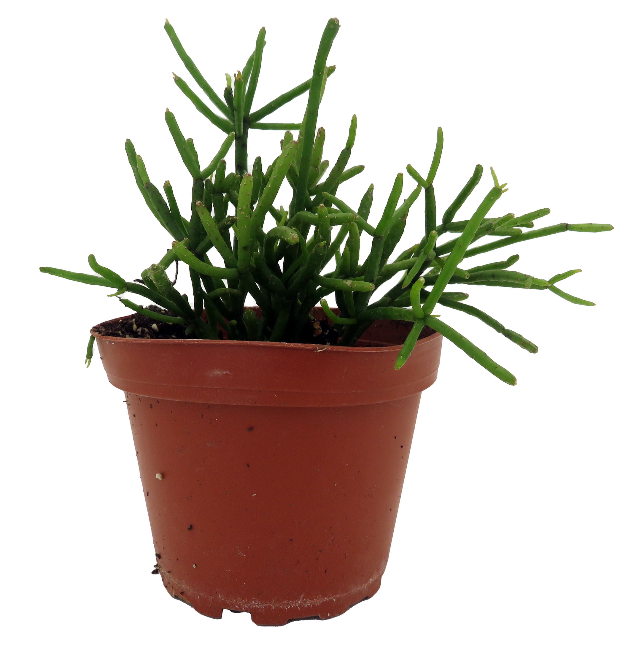 Mistletoe Cactus Plant - Rhipsalis - 4" Pot - Walmart.com