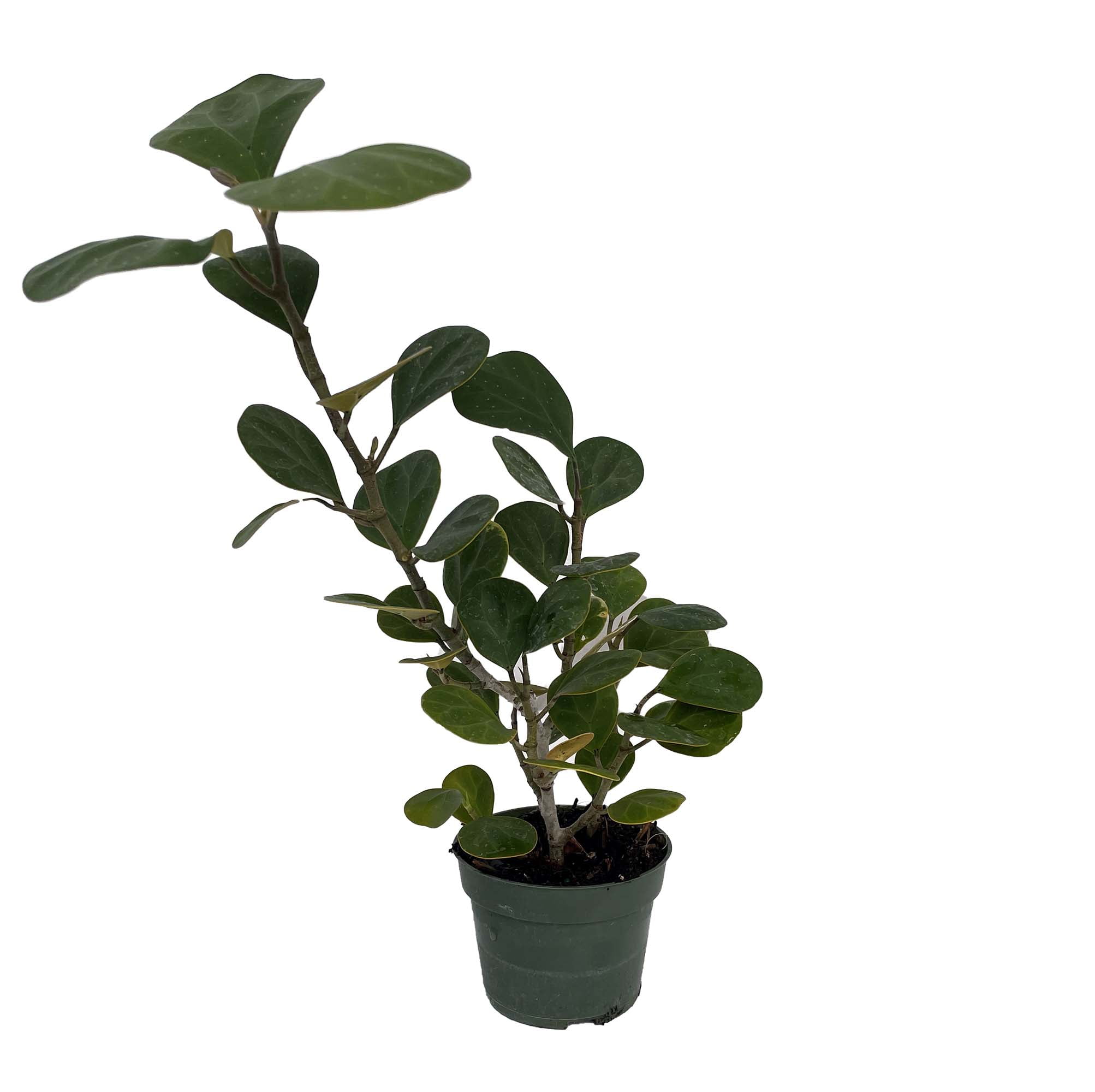 Mistletoe Fig Tree - Mas Cotek - Ficus deltoidea - Bonsai/House Plant ...