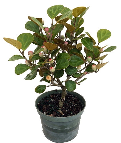 Mistletoe Fig Tree - Mas Cotek - Ficus deltoidea - Bonsai/House Plant ...