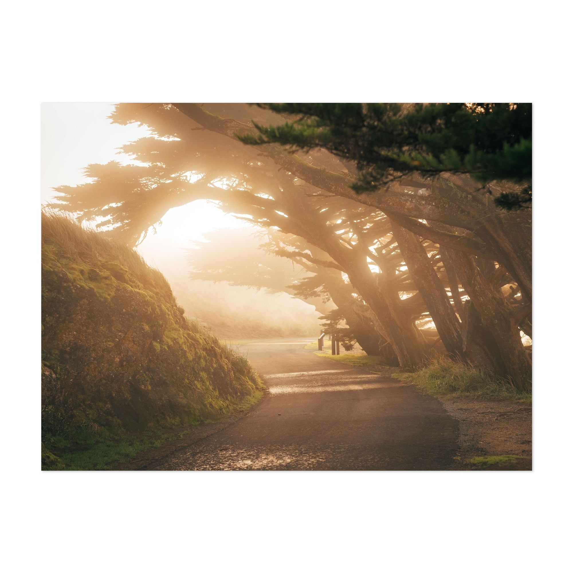 Misty Point Reyes - Point Reyes Station California Photography Forest ...