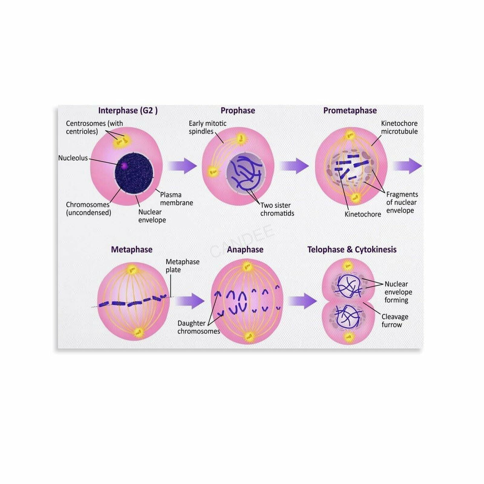 Mitosis And Meiosis Cell Division Biology Art Poster Classroom Visual ...