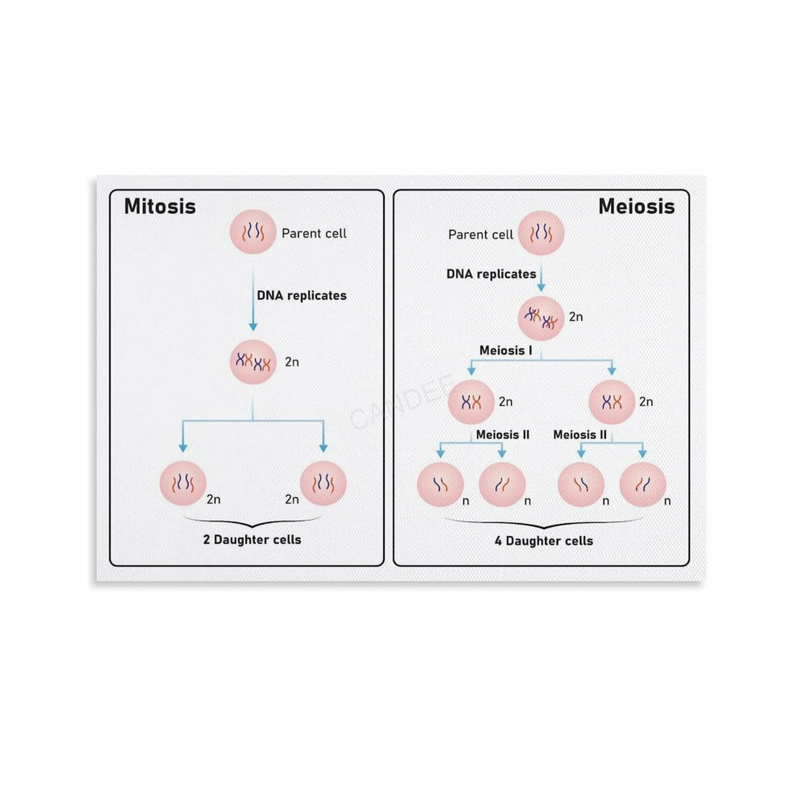 Mitosis And Meiosis Cell Division Biology Art Poster Classroom Visual ...