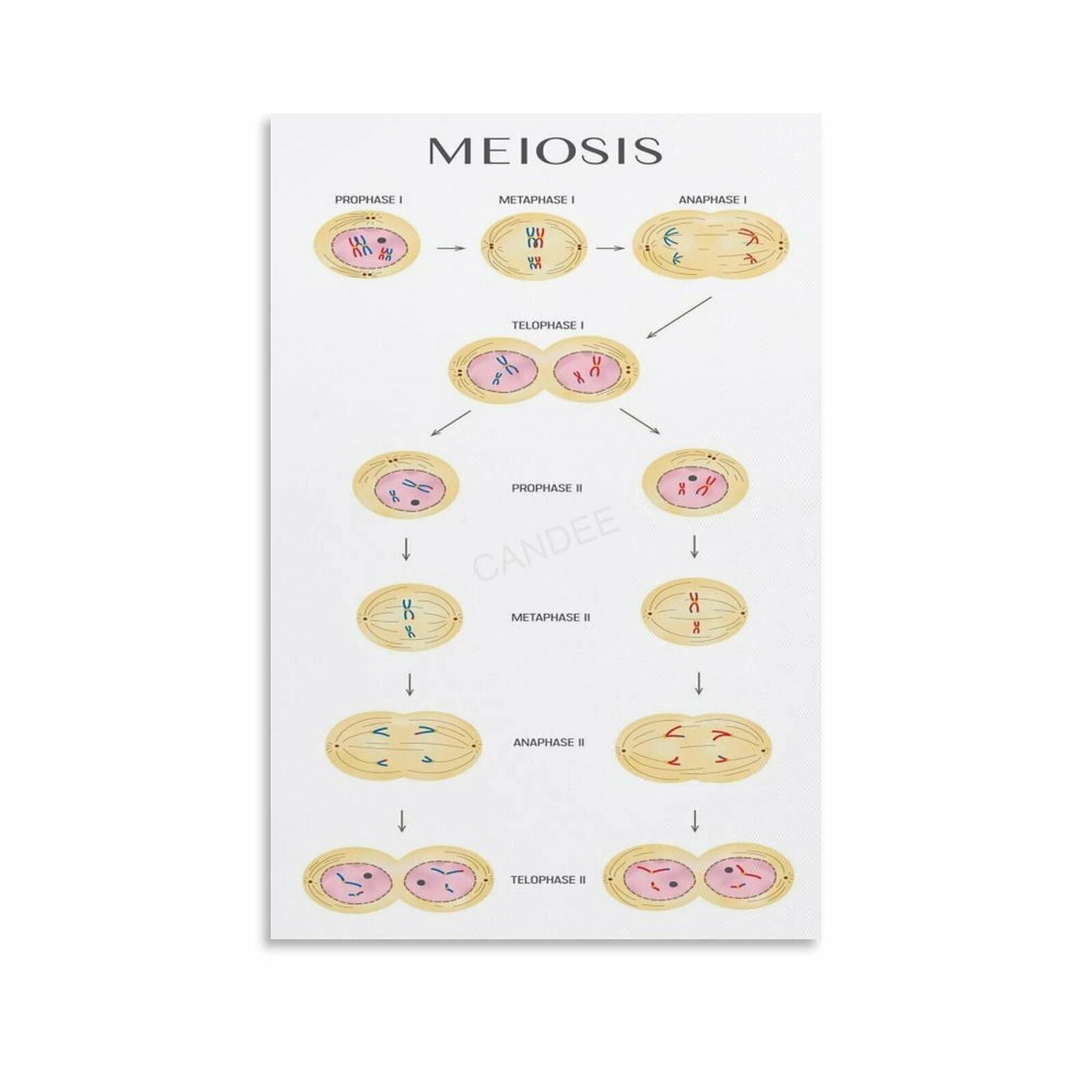 Mitosis And Meiosis Cell Division Biology Art Poster Classroom Visual ...