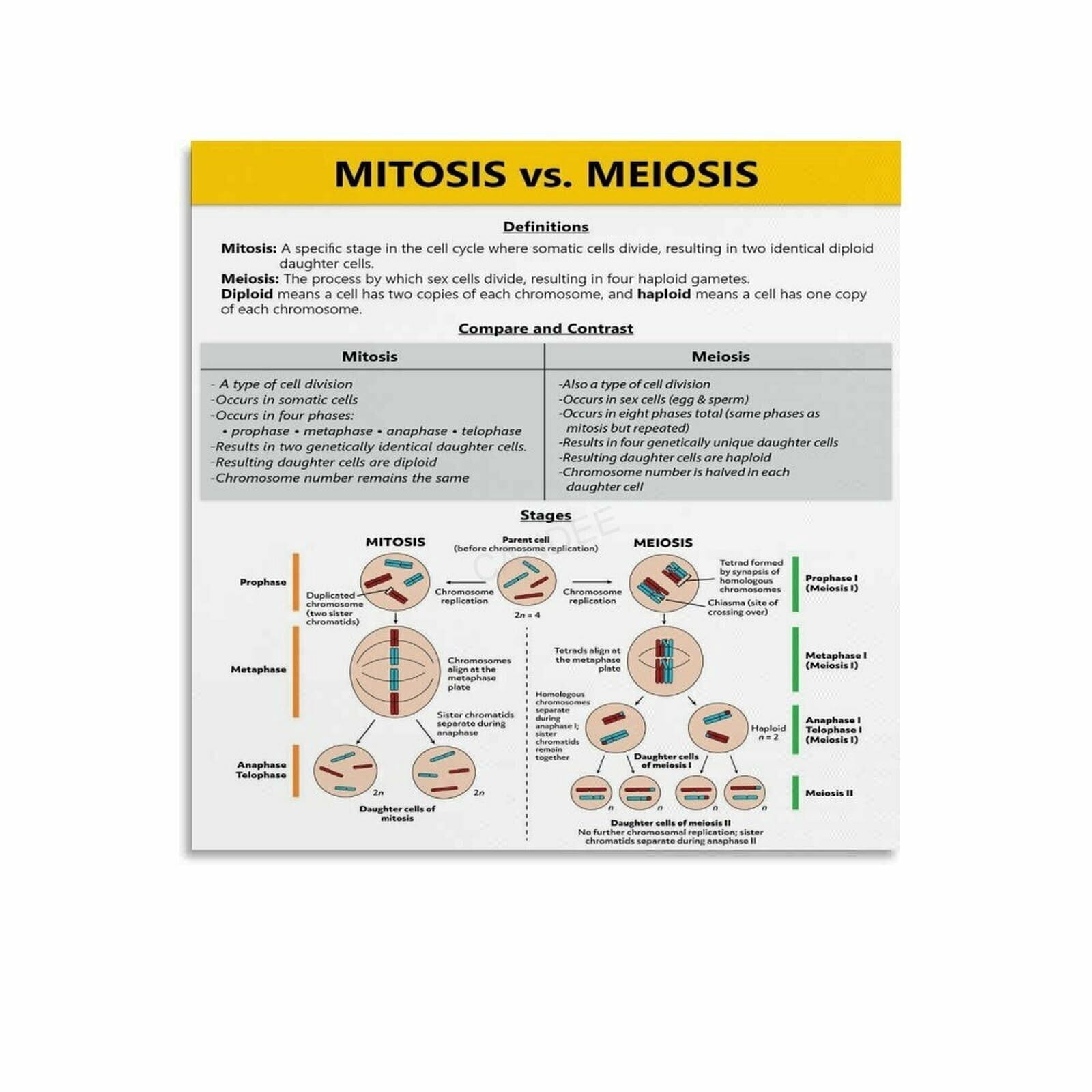 Mitosis And Meiosis Cell Division Biology Art Poster Classroom Visual ...