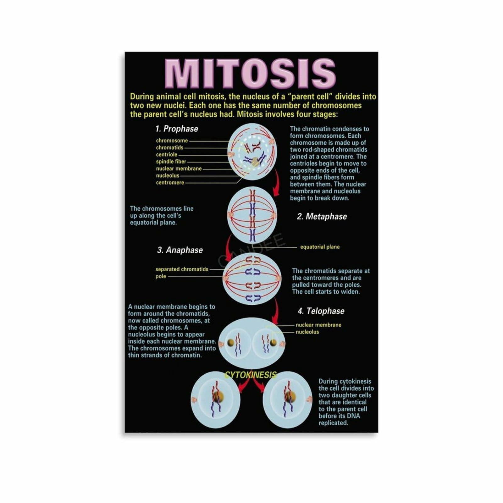 Mitosis And Meiosis Cell Division Biology Art Poster Classroom Visual ...