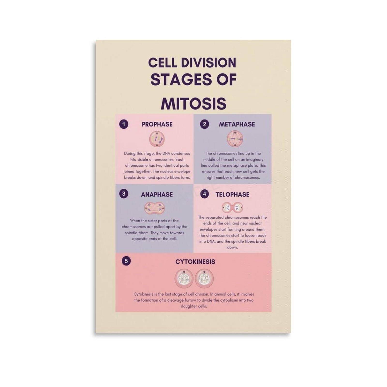 Mitosis And Meiosis Cell Division Biology Art Poster Classroom Visual ...