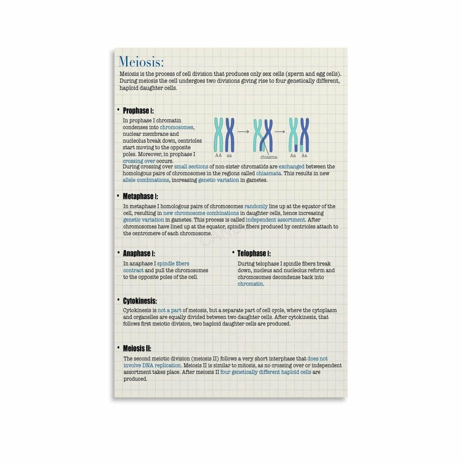 Mitosis And Meiosis Cell Division Biology Art Poster Classroom Visual ...