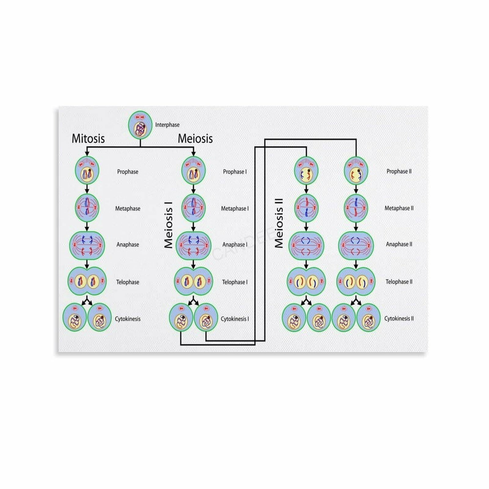 Mitosis And Meiosis Cell Division Biology Art Poster Classroom Visual ...