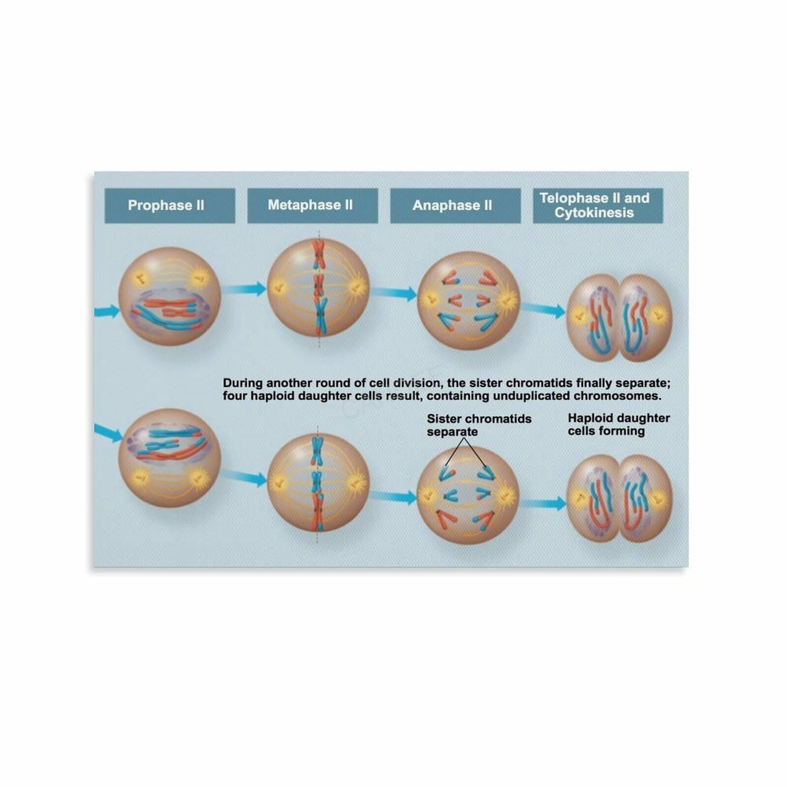 Mitosis And Meiosis Cell Division Biology Art Poster Classroom Visual ...