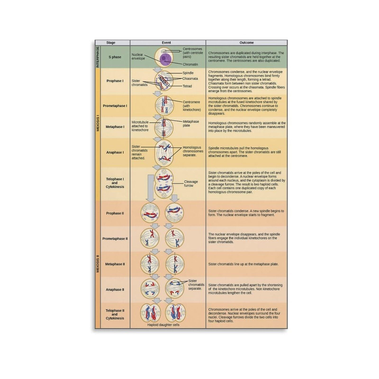Mitosis And Meiosis Cell Division Poster Biology Poster Canvas Print ...