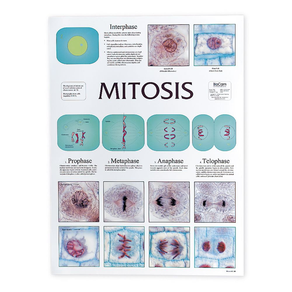 Mitosis Cell Division Chart - Walmart.com