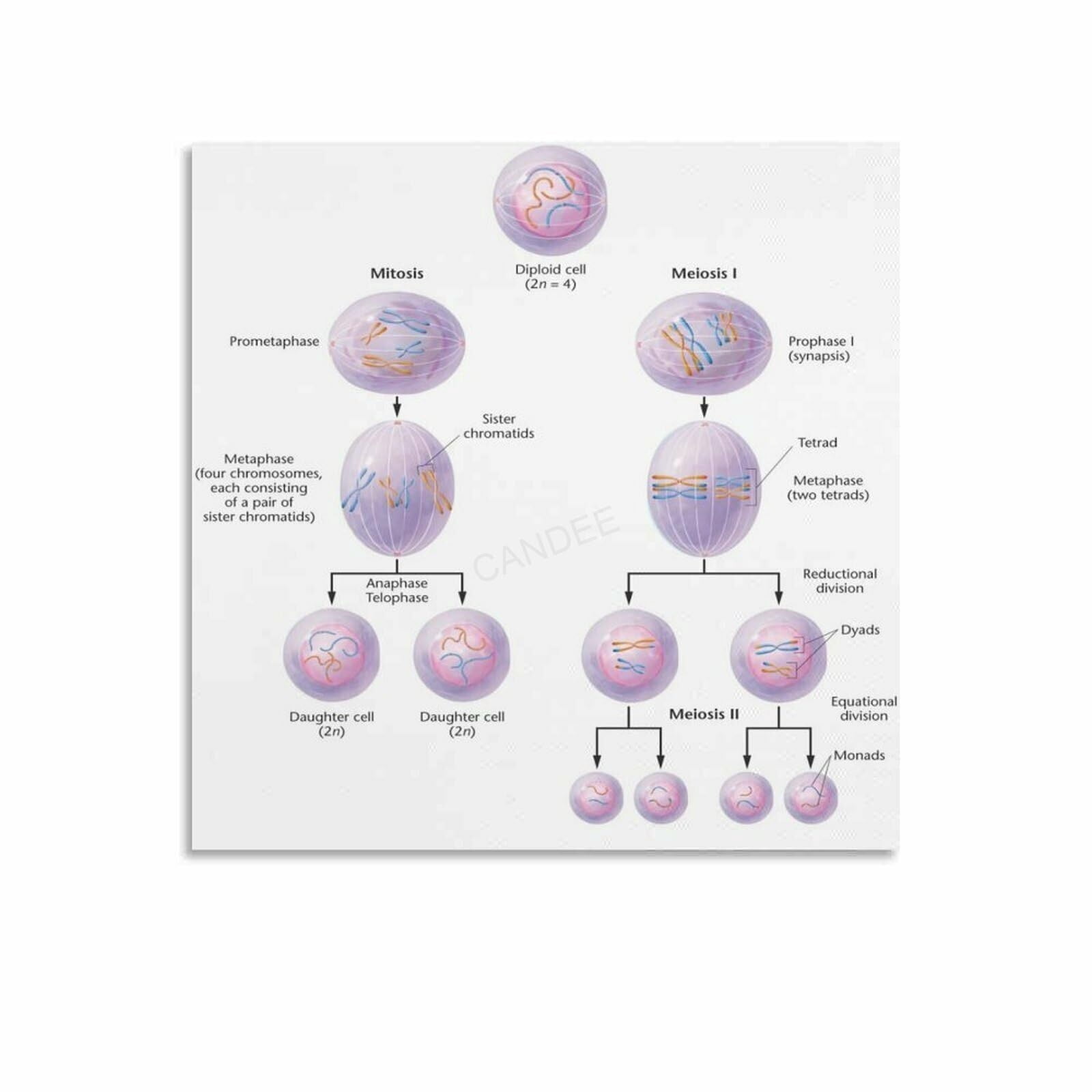 Mitosis And Meiosis Cell Division Biology Art Poster Classroom Visual ...