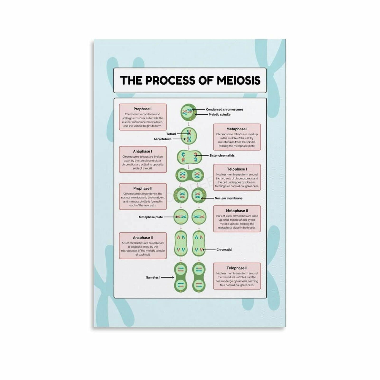 Mitosis And Meiosis Cell Division Biology Art Poster Classroom Visual ...