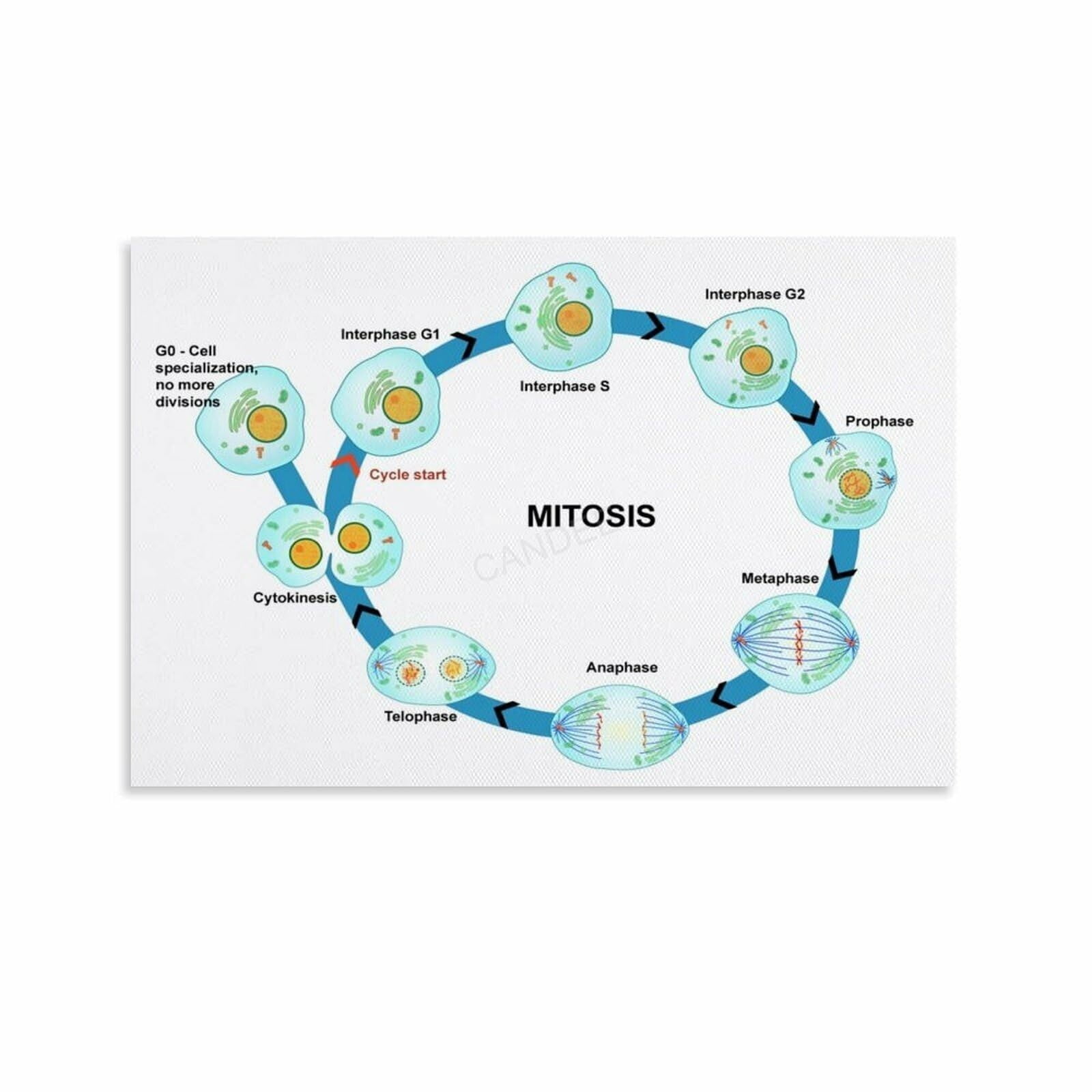 Mitosis And Meiosis Cell Division Biology Art Poster Classroom Visual ...