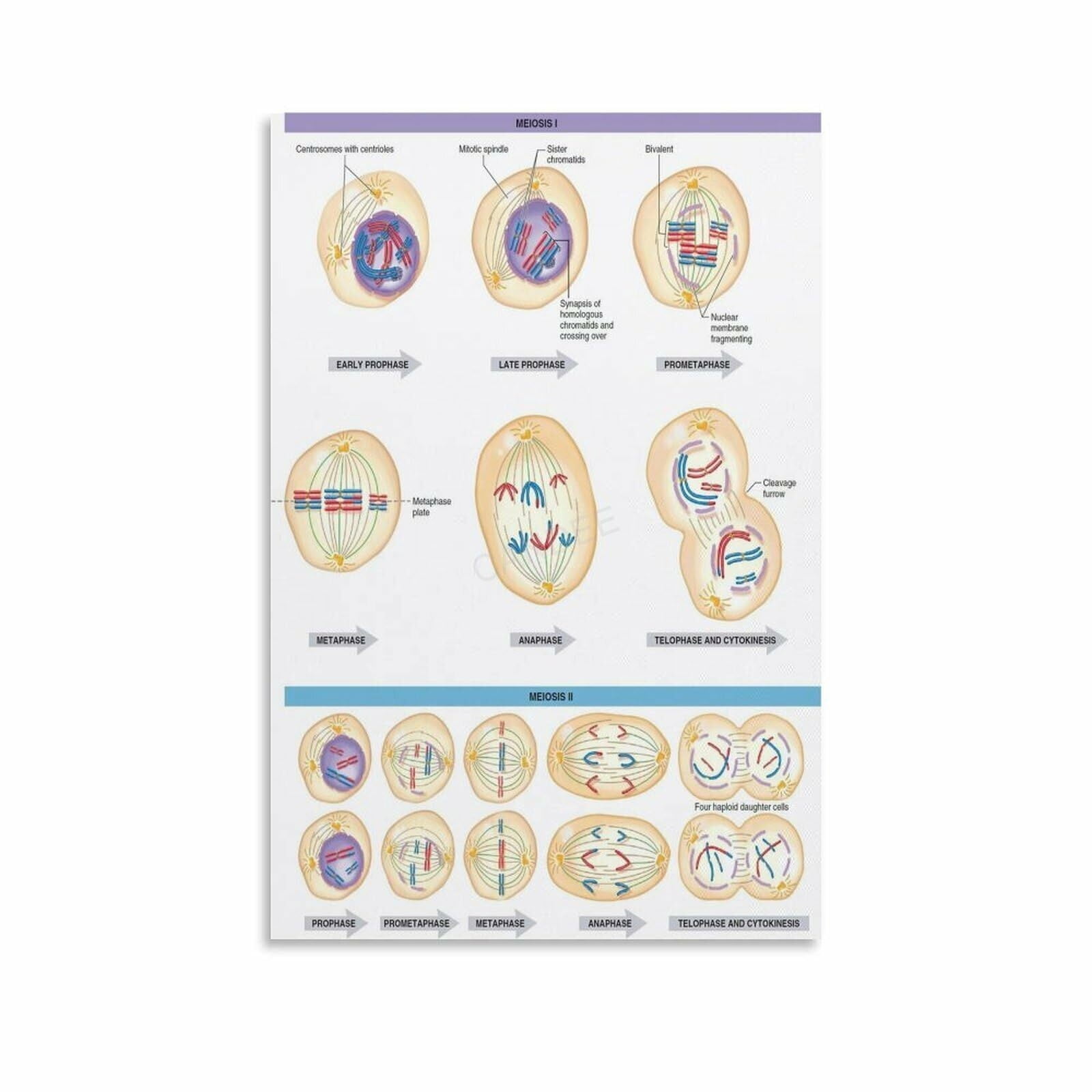 Mitosis And Meiosis Cell Division Biology Art Poster Classroom Visual ...