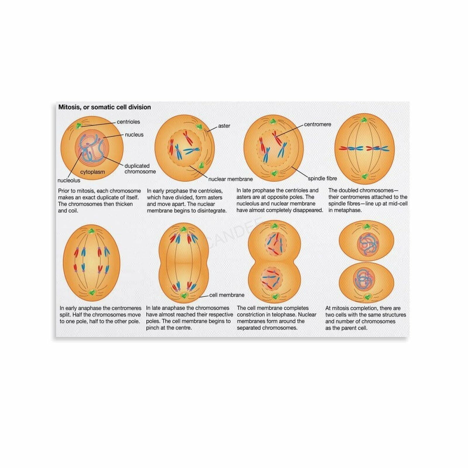 Mitosis And Meiosis Cell Division Biology Art Poster Classroom Visual ...