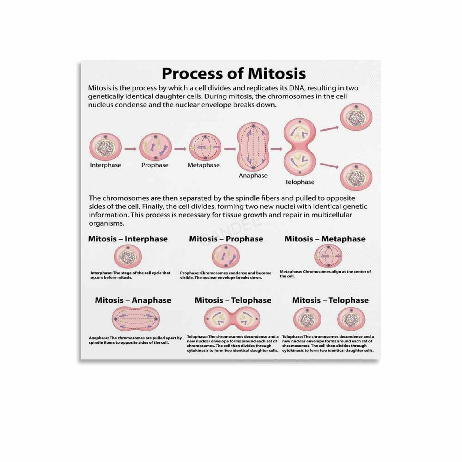 Mitosis And Meiosis Cell Division Biology Art Poster Classroom Visual ...