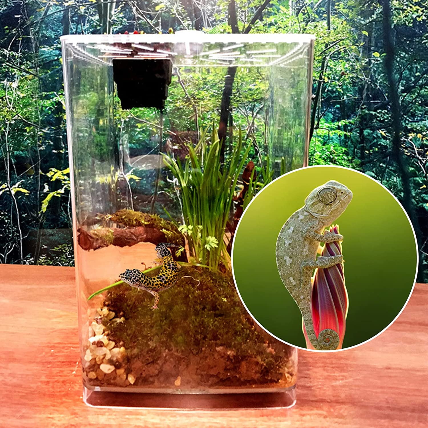 Miumaeov Acrylic Reptile Terrarium Cage Reptile Terrarium Gecko Lizard ...
