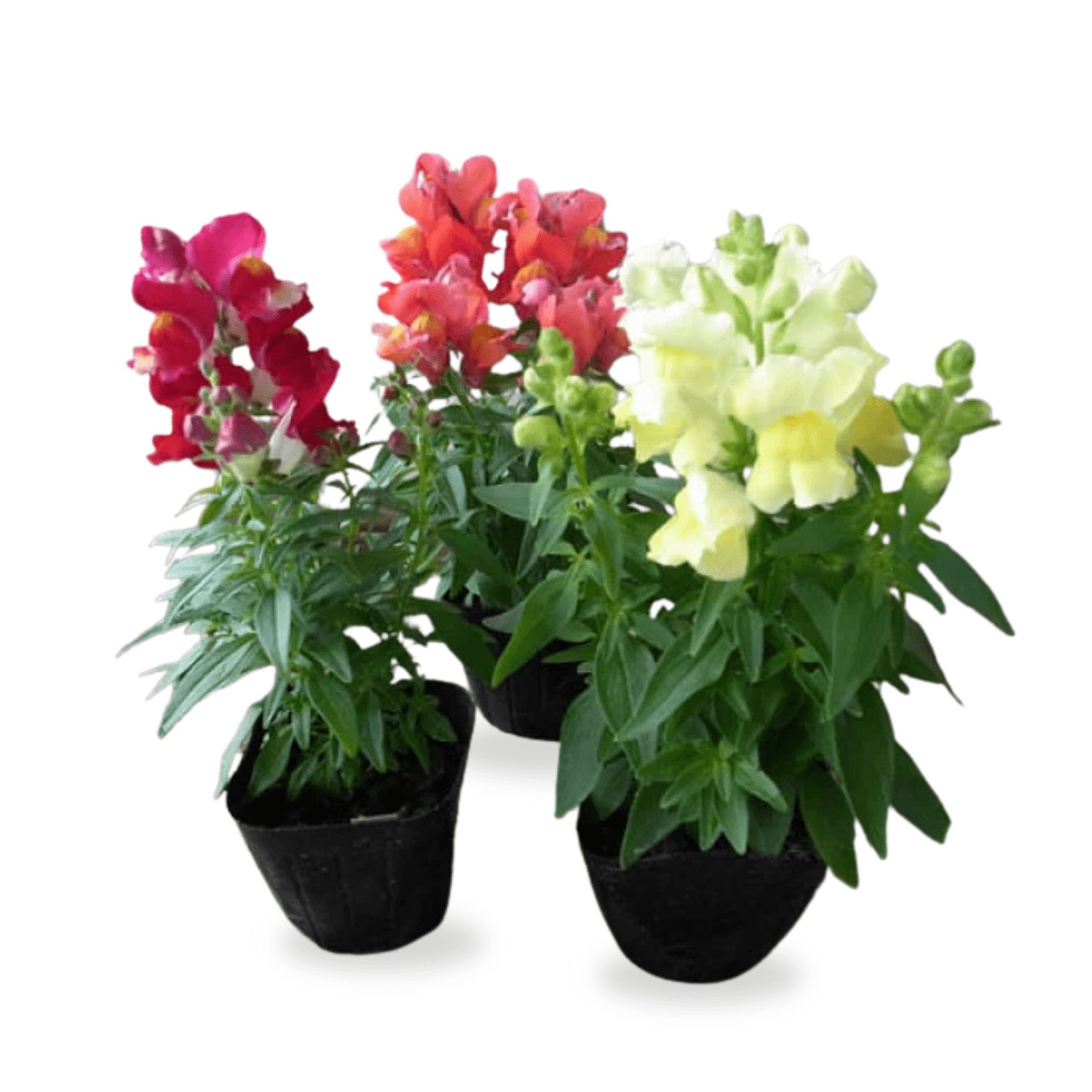 Mix 2 Snapdragon Live Plants, Assorted Colors, 3–5 Inches Starter ...