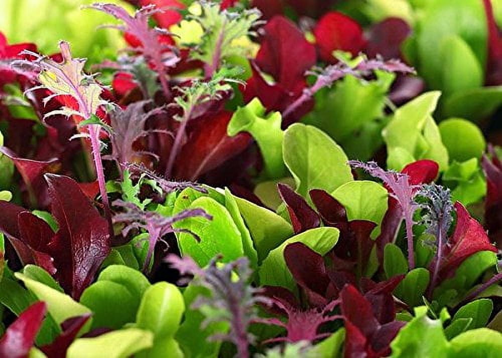 This is a Mix 2000 Seeds MVR1 Microgreens Mix 40 Varieties, About 1 oz ...