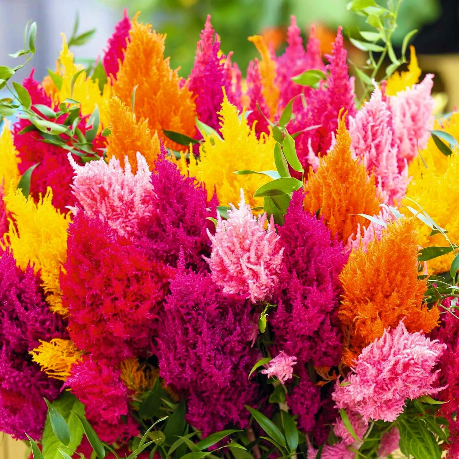 Mix Celosia Seed PresNok for Planting - Celosia Cristata Cockscomb Woolflower Non-GMO Seeds for ...