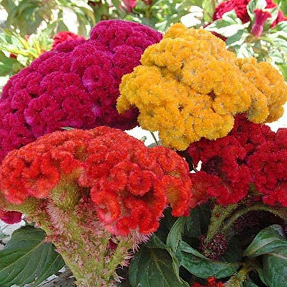 Mix Cockscomb Seeds, Celosia Cristata Seeds, Non-Genetically Modified ...
