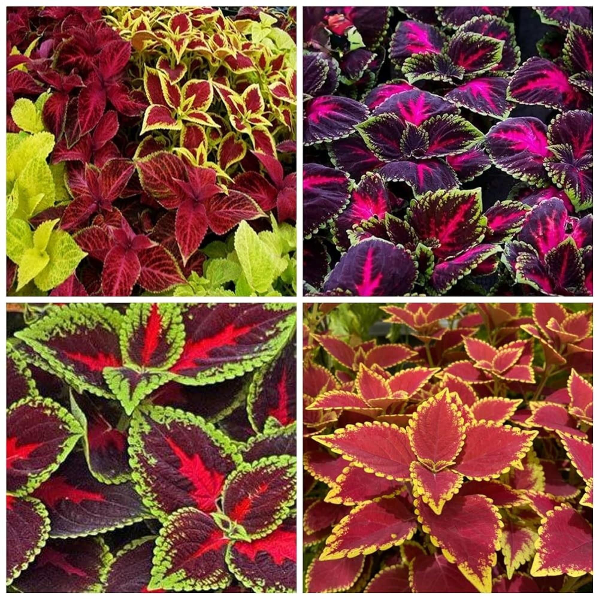 Mix Coleus Seeds for Planting - MVR1 100+ Rainbow Color Coleus Seeds ...