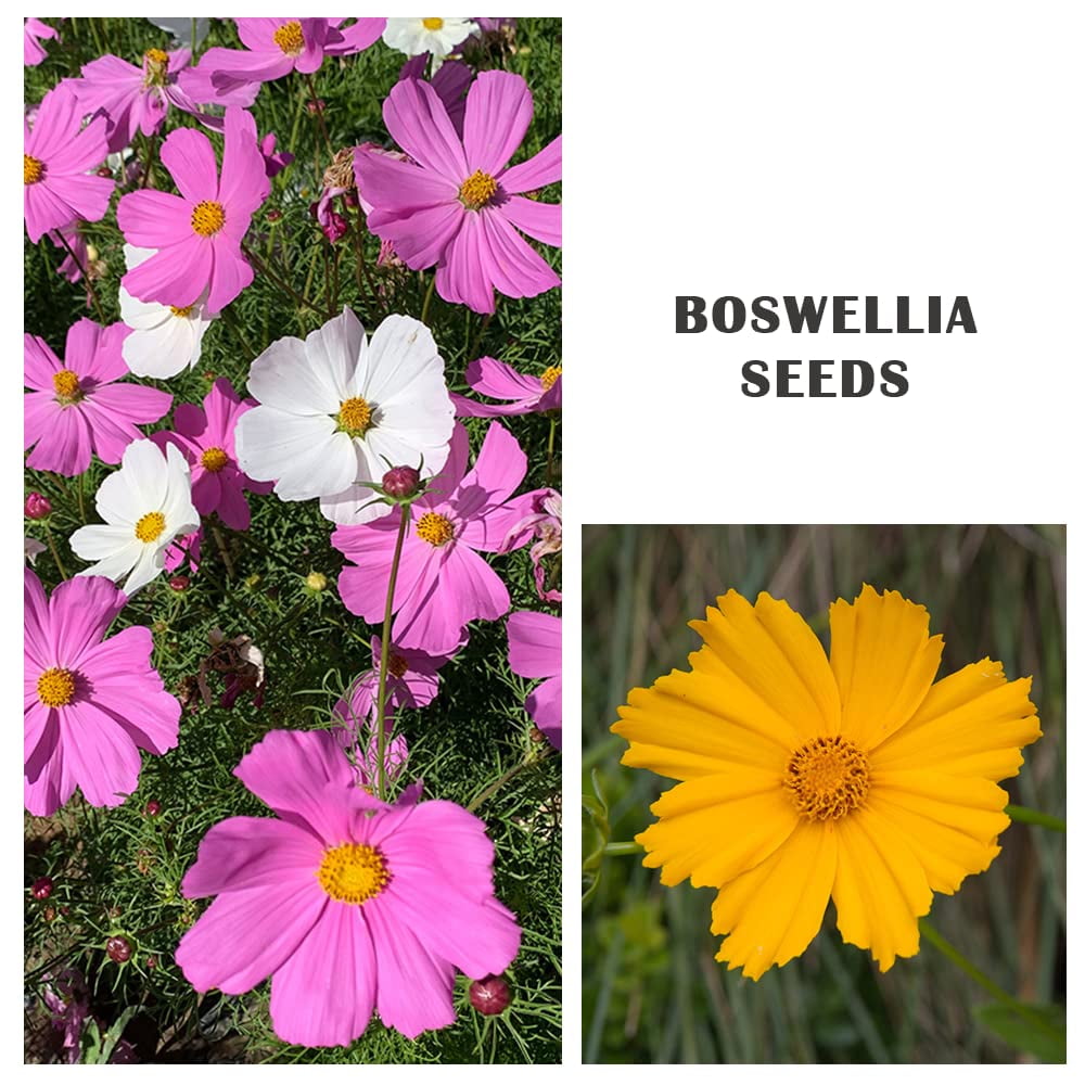 Mix Cosmos Seeds for Planting Heirloom Wildflower H2FSD(Cosmos ...