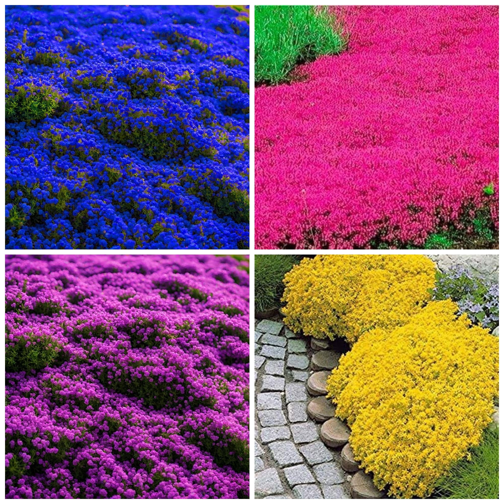 Mix Creeping Thyme SCH4 Seeds for Planting - Red Purple Blue Creeping ...