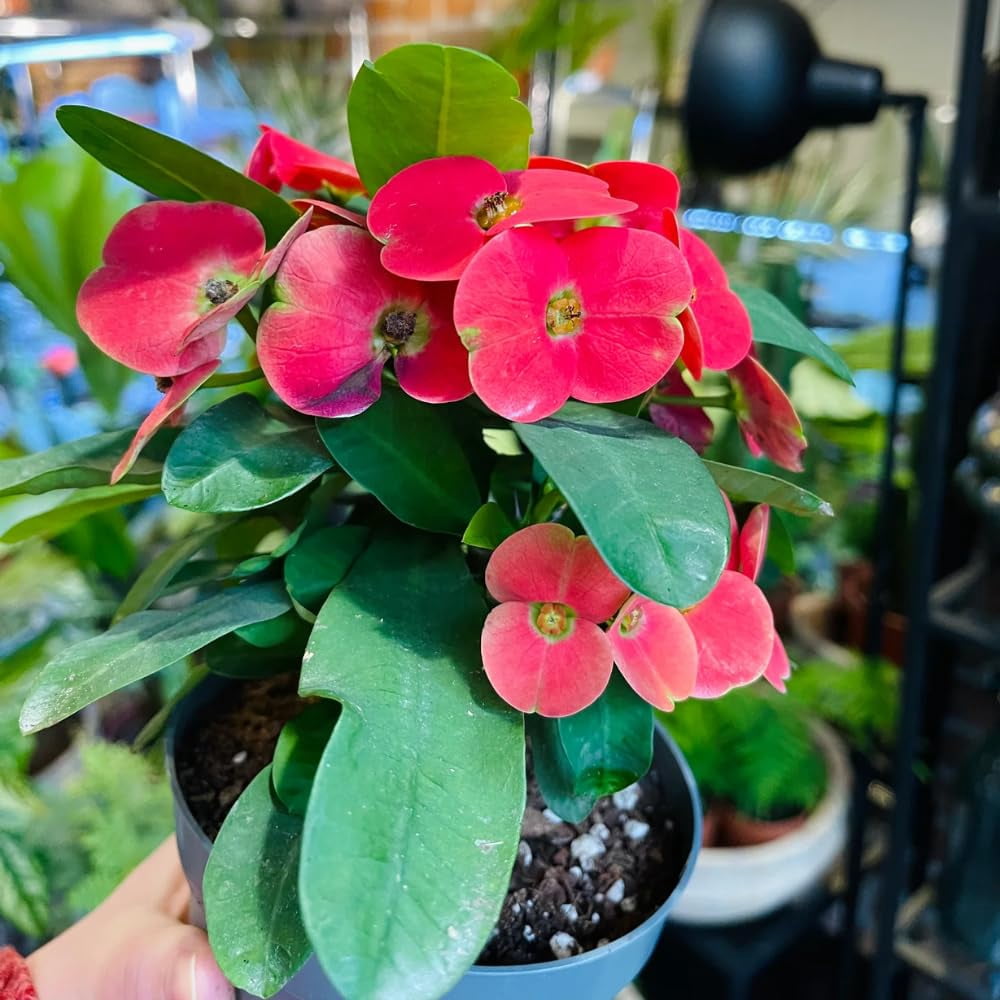 Mix Crown of Thorns Plant Live, Hardy Euphorbia Milii Crown of Thorn, 4 ...