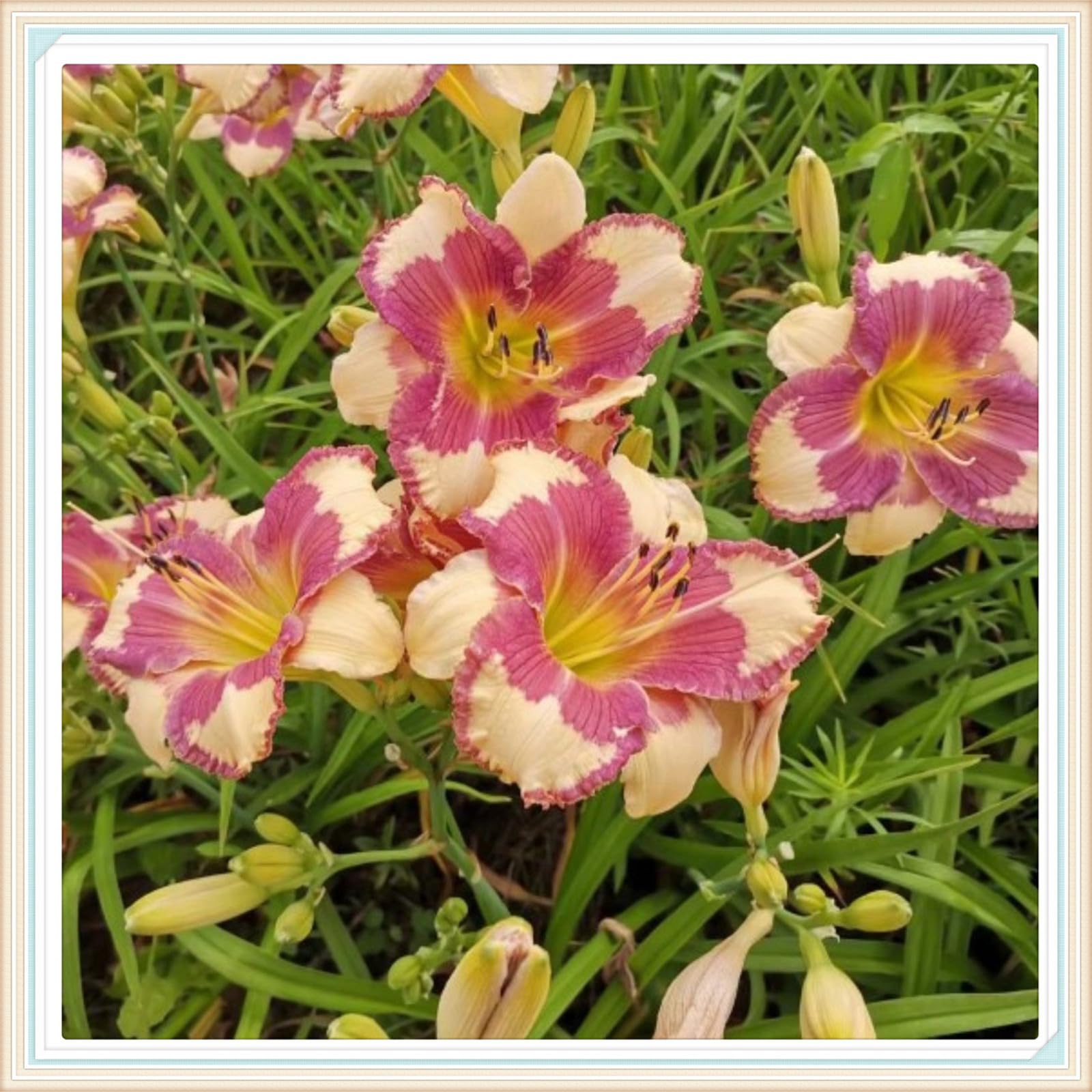 Mix Daylily Flower Plant for Planting Colorful Hemerocallis Hybrida ...