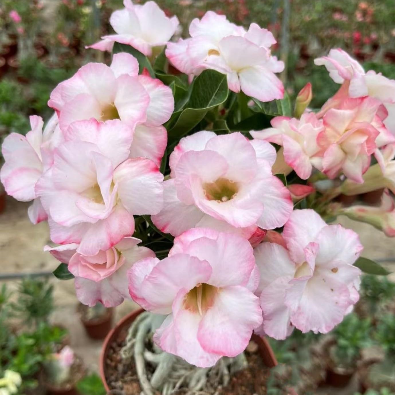 Mix Desert Rose plant for Planting Desert Rose macrophylla Giant ...