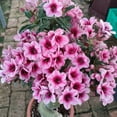 Mix Desert Rose plant for Planting Desert Rose macrophylla Giant ...