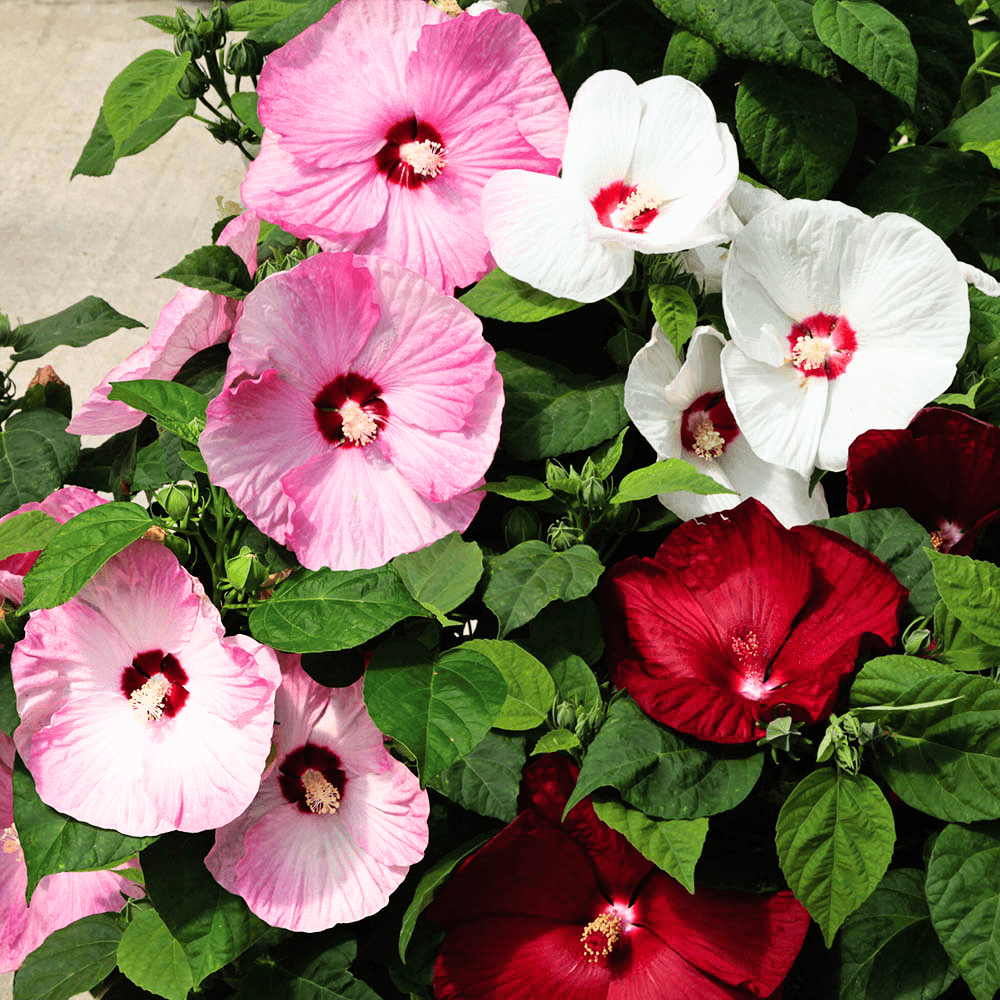 Mix Hibiscus Plants Live, 5-9" Tall, Hardy Hibiscus Tree Live Plant ...