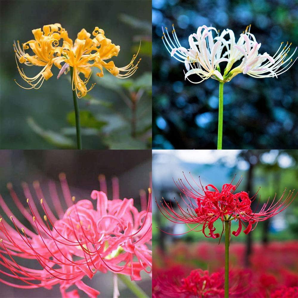 Mix Lycoris Bulbs-4 Bulbs-Fresh Lycoris Bulbs Spider Lily Garden ...