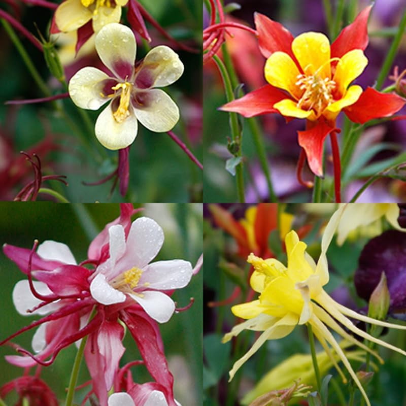 Mixed Aquilegia or Columbine Flower Bulbs - 3 Roots per Pack - Attracts ...