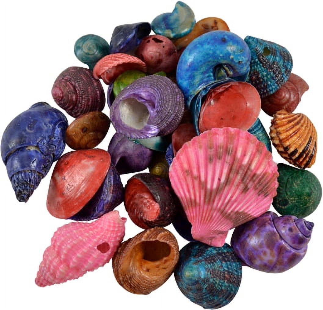 Mixed Assorted Craft Seashells Dyed Craft Shells (1 Kilo) (appx. 2500 ...