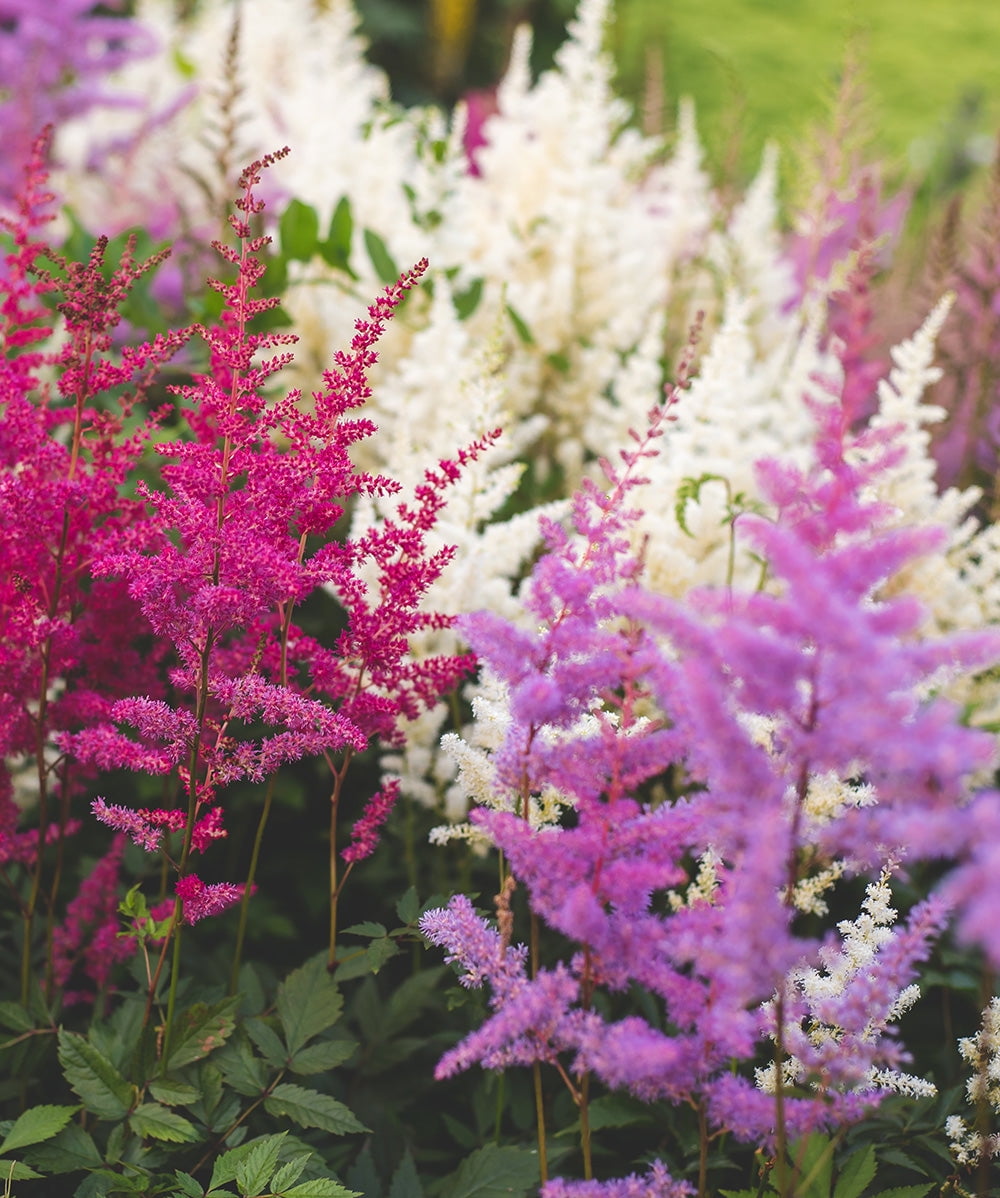 Mixed Astilbe - 9 root divisions - Walmart.com