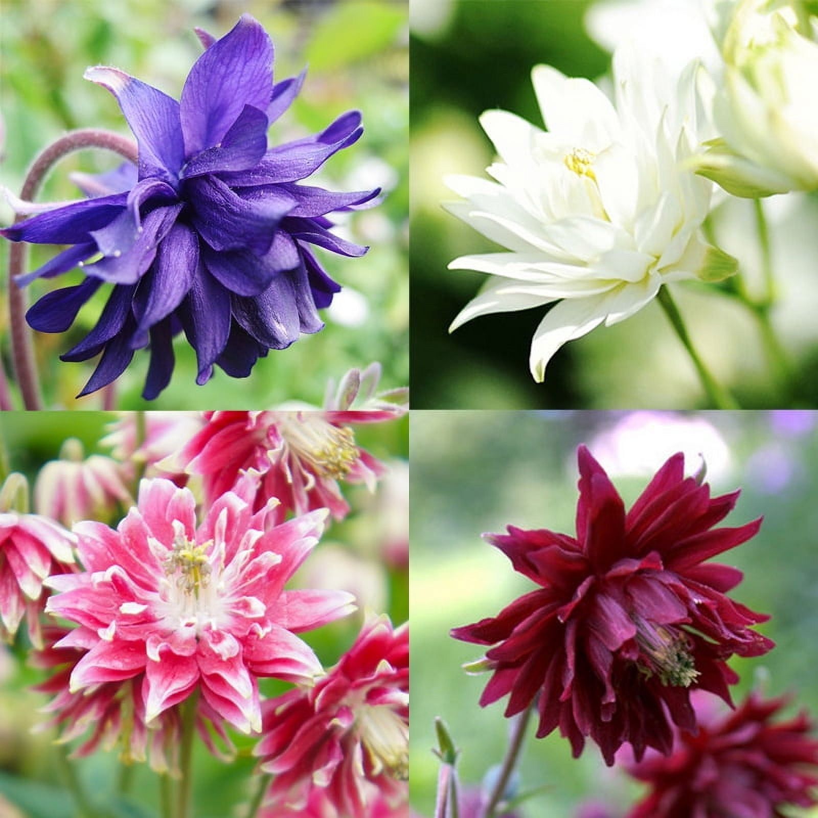 Mixed Barlow Columbine Flower Bulbs - 5 Roots per Pack - Attracts ...
