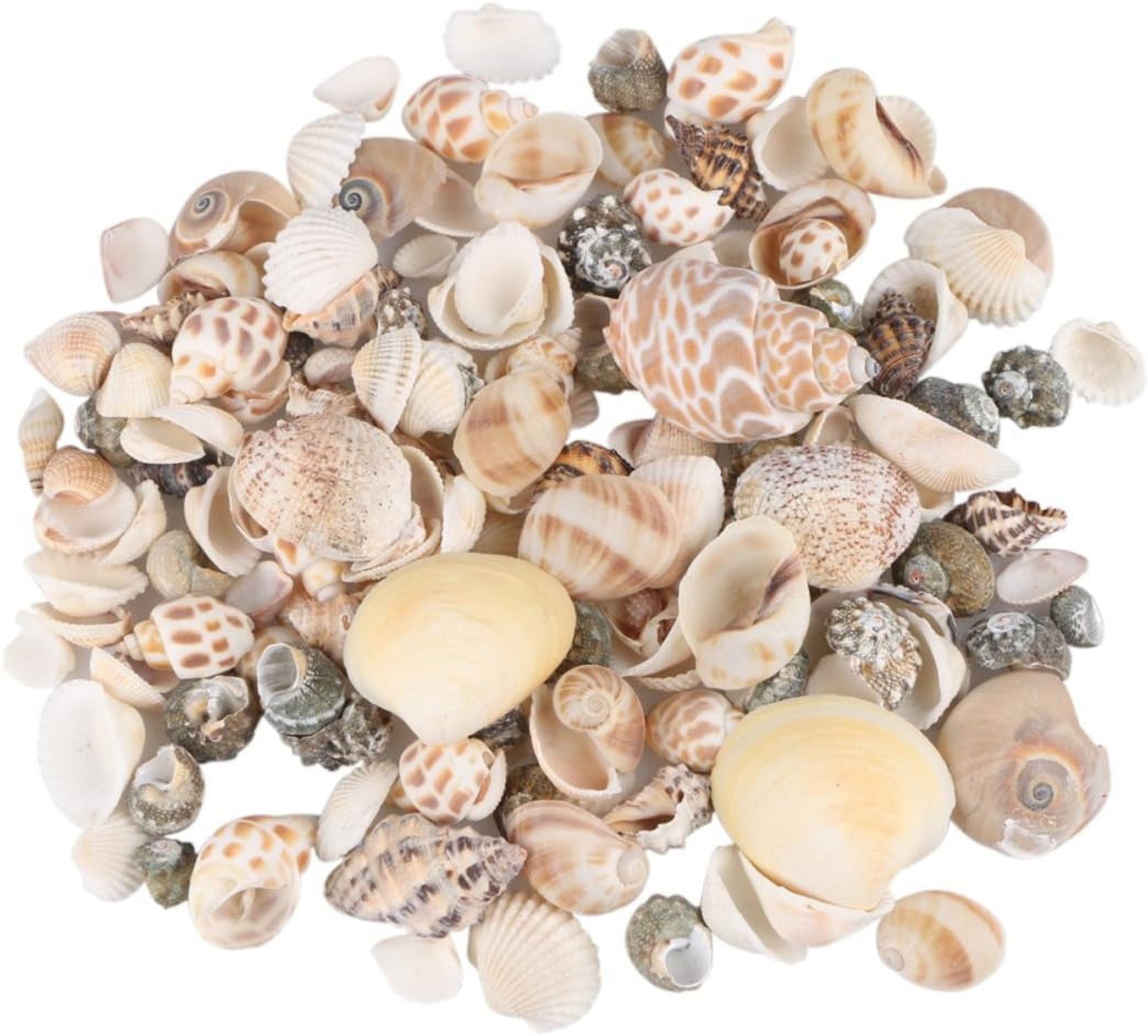 Mixed Beach Sea Shells For Decoration (Bag Of 100 Shells) - Walmart.com