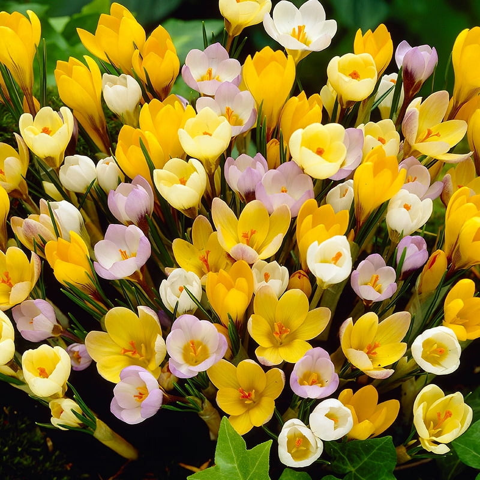 Mixed Botanical Crocus Flower Bulbs Jumbo Pack - 100 Bulbs per Pack ...