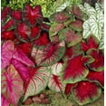 Mixed Caladium Bulbs for Planting - Perennial Hosta, Elephant Ears ...