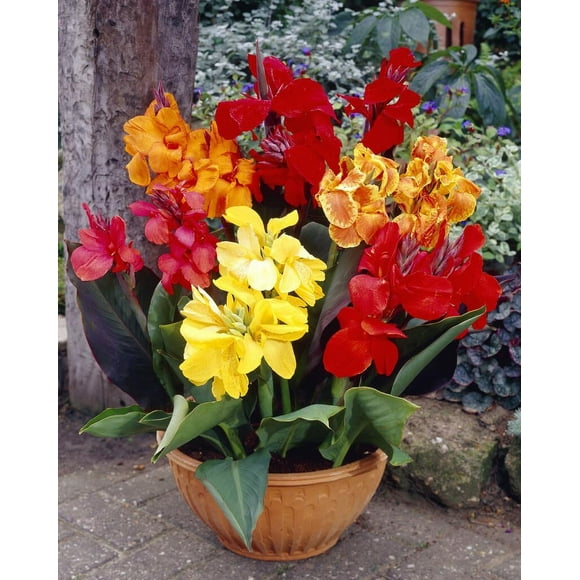 Canna Lily Bulbs in Plant Bulbs - Walmart.com