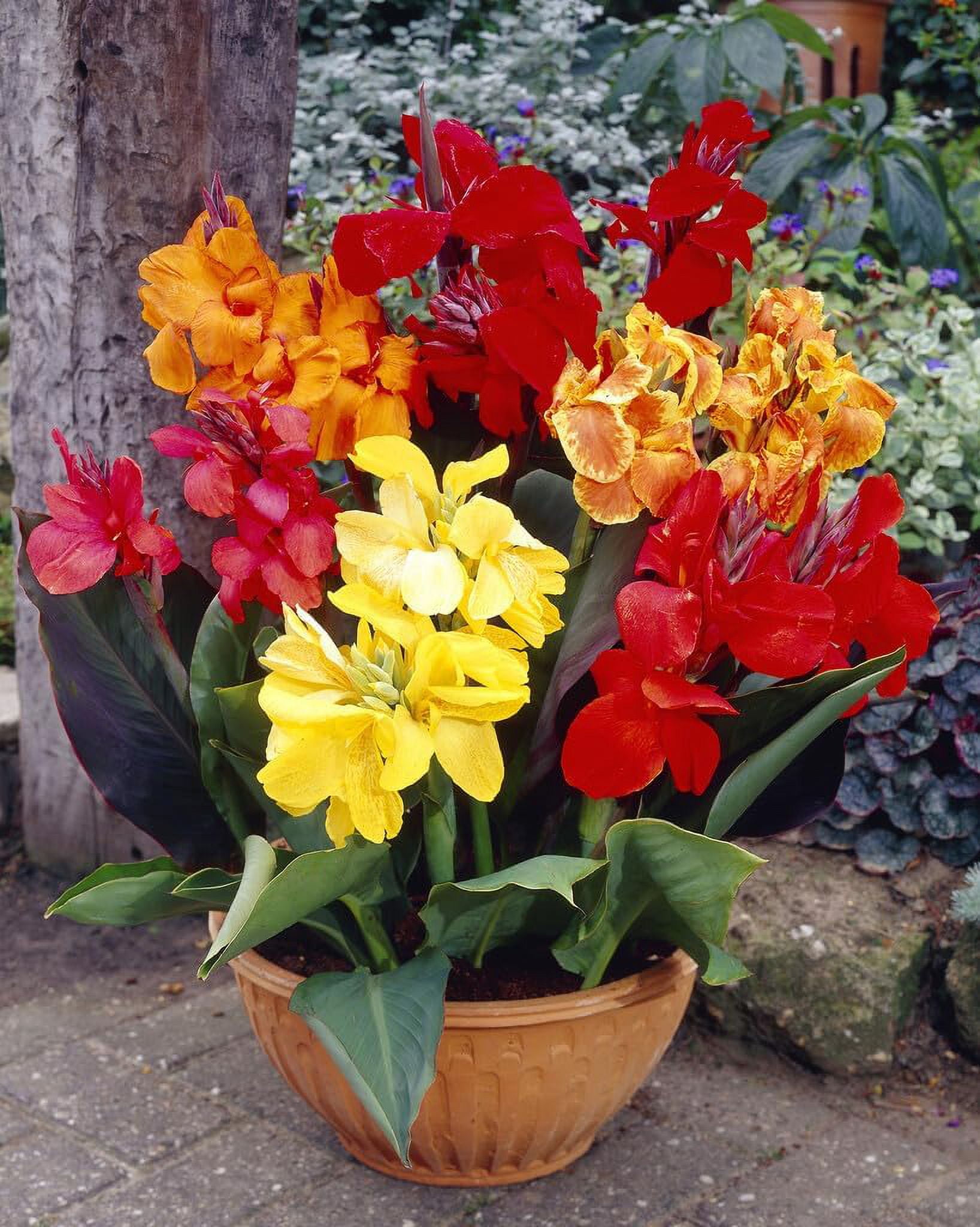 Mixed Canna Lily Bulbs for Planting - Assorted Canna Lilies to Grow (20 ...