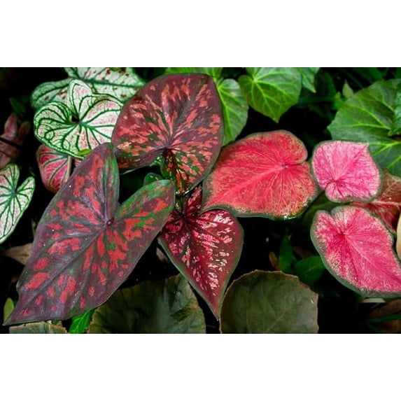 Bulk Mixed Color Caladium Bulbs, Fancy Mix, Easy Growth, Perennial ...
