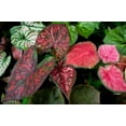 Mixed Color Caladium Bulbs, Fancy Mix, Easy to Grow, Colorful Mix ...