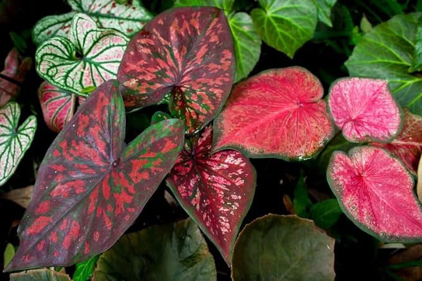 Mixed Color Caladium Bulbs, Fancy Mix, Easy to Grow, Colorful Mix ...