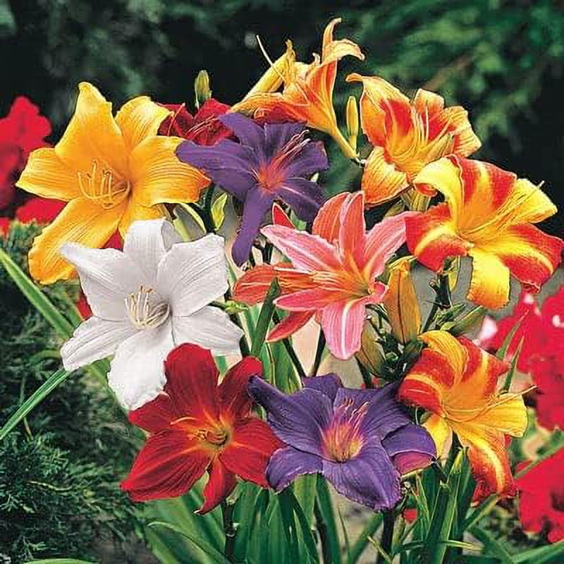 Mixed Color Daylily Roots for Outdoor Garden Planting - Grow Beautiful ...