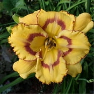 2 Red Dogwood Cuttings to Plant - No Roots, Easy to Grow, Vibrant Red ...