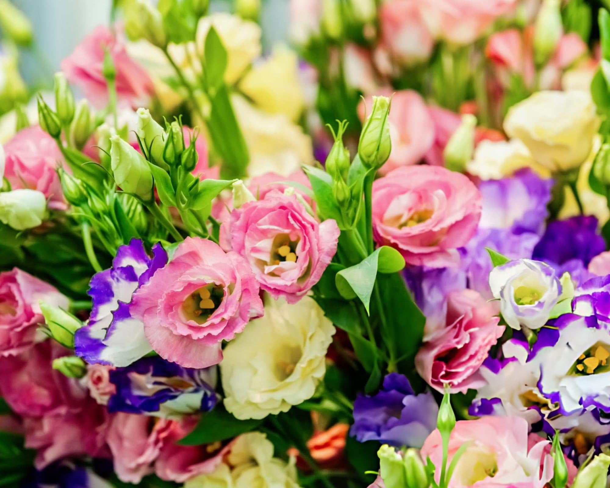 Mixed Color Eustoma Flower Seeds, Thornless Rose MHD1Lisianthus Seed ...